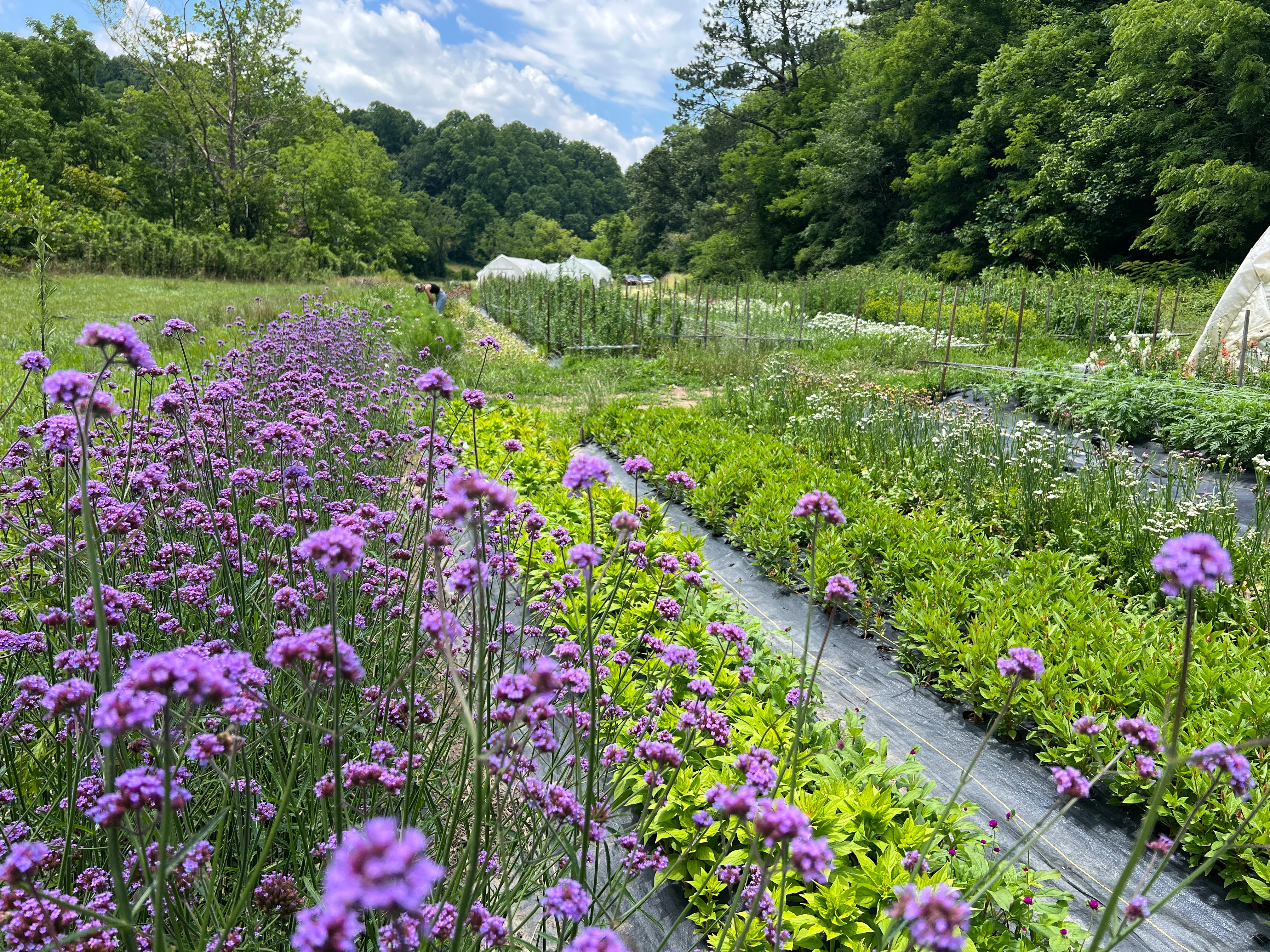 Begin Your Garden Plan for 2025 – Carolina Flowers
