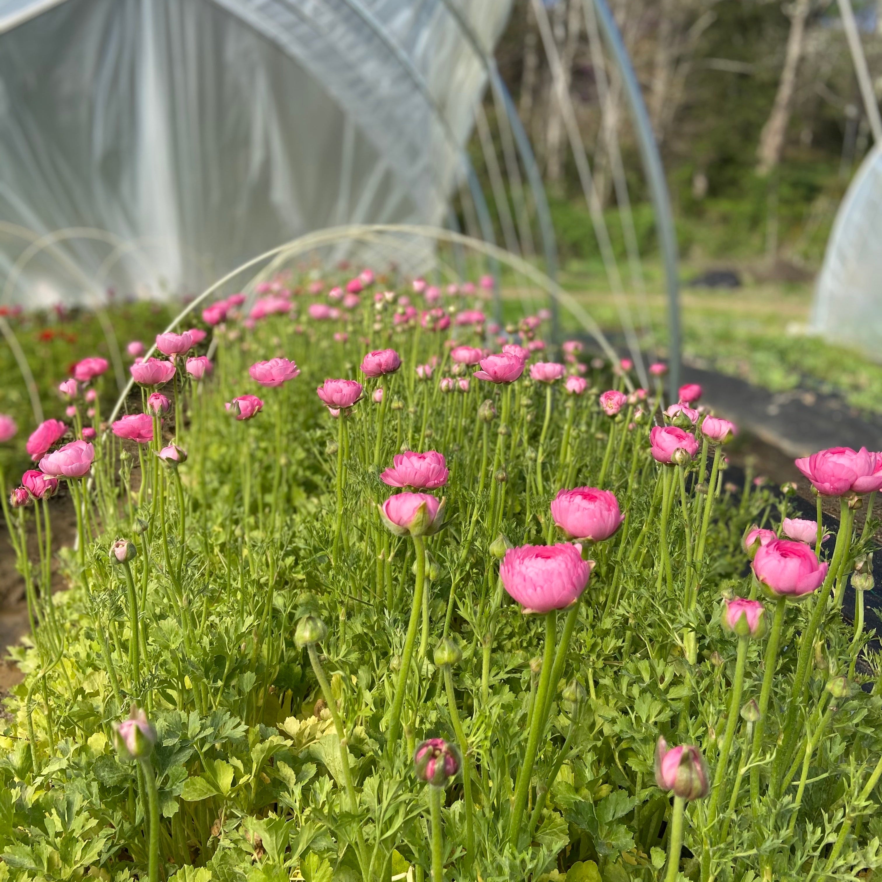 How to Grow Anemones & Ranunculus – Carolina Flowers